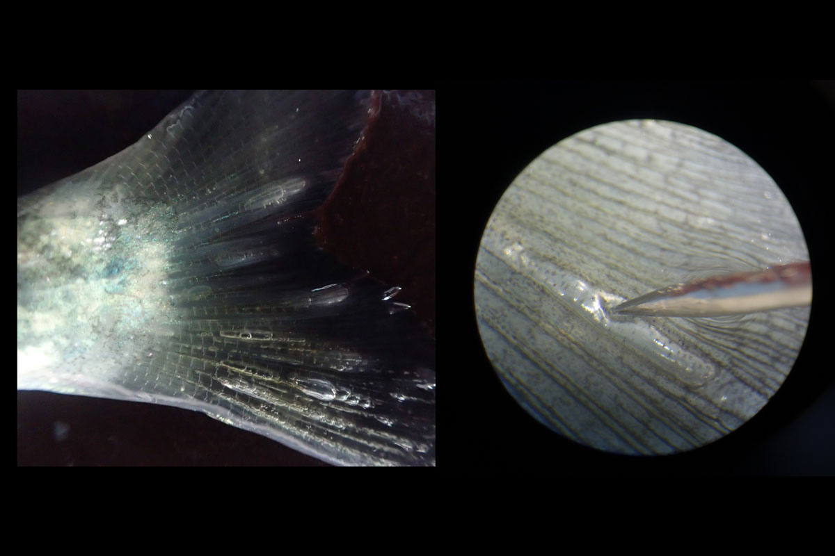 Ultrasound in Hydropower Can Save Fish in Rivers